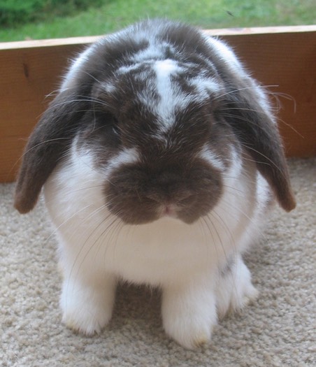Bunny Gallery 2014 | Bunny Lops