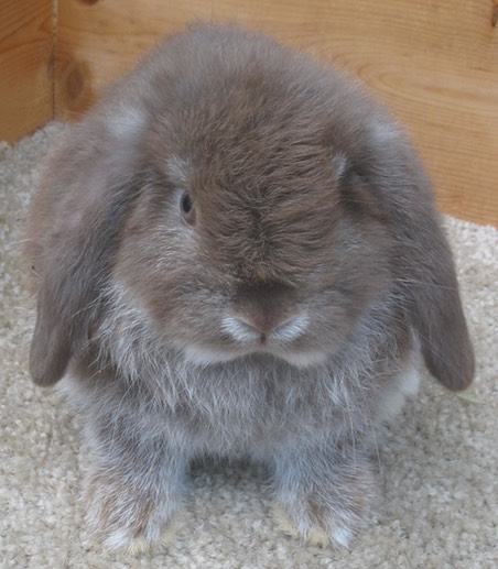 Bunny Gallery 2014 | Bunny Lops