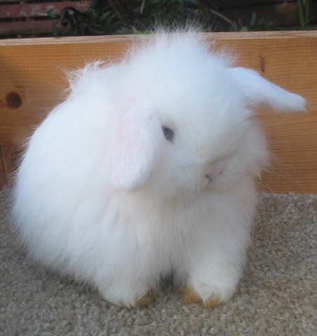 Bunny Gallery 2014 | Bunny Lops