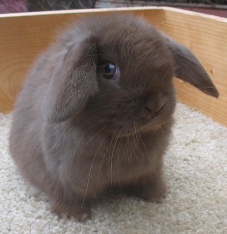 Bunny Gallery 2014 | Bunny Lops