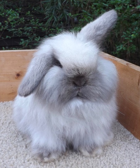 Bunny Gallery 2015 | Bunny Lops