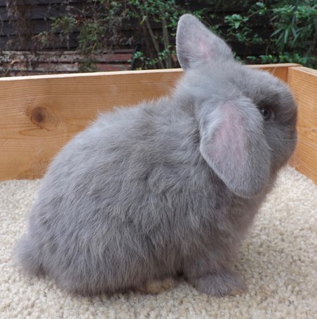 Bunny Gallery 2015 | Bunny Lops