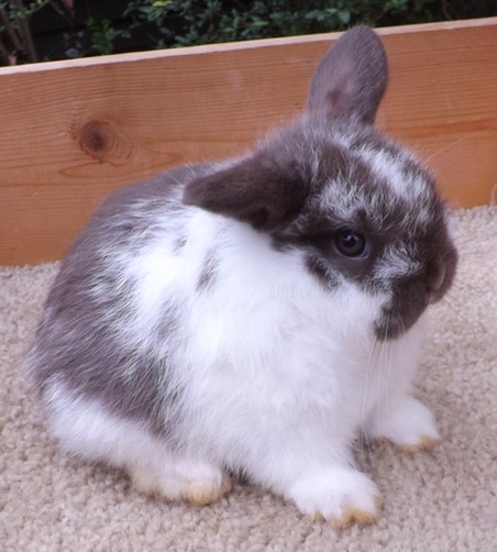 Bunny Gallery 2015 | Bunny Lops