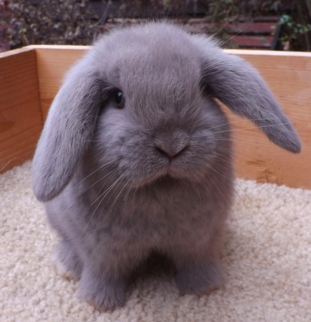 Bunny Gallery 2015 | Bunny Lops