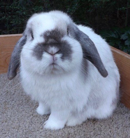 Bunny Gallery 2015 | Bunny Lops
